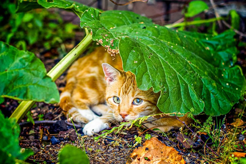 World Cat Day without cat - Tellerrand-Stories (en)