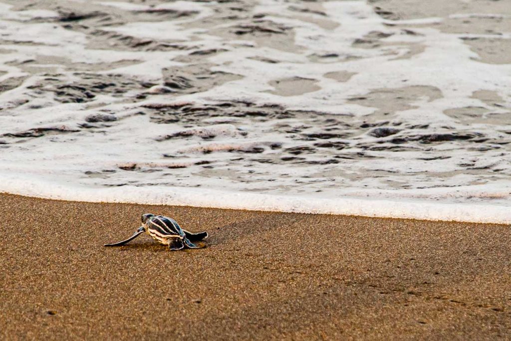 Expedition to giant leatherback turtles - Tellerrand-Stories (en)