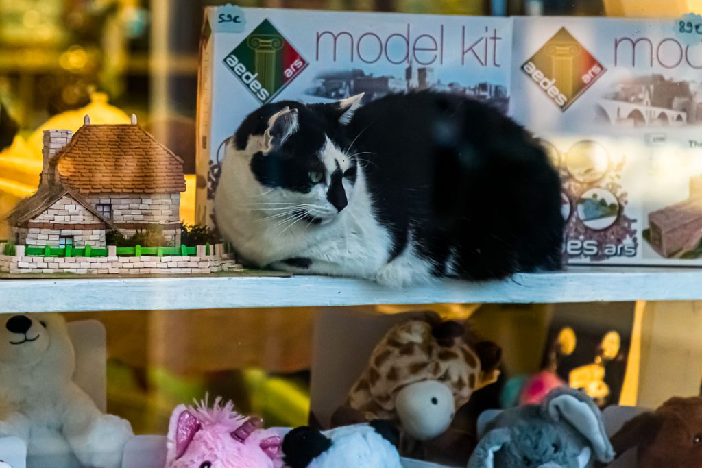 World Cat Day without cat - Tellerrand-Stories (en)